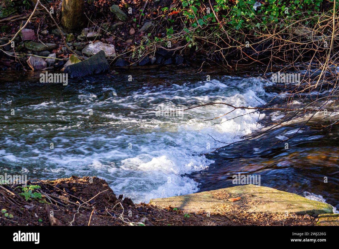 Beautiful winter sunshine at Trottick Wildlife and Nature Reserve in ...