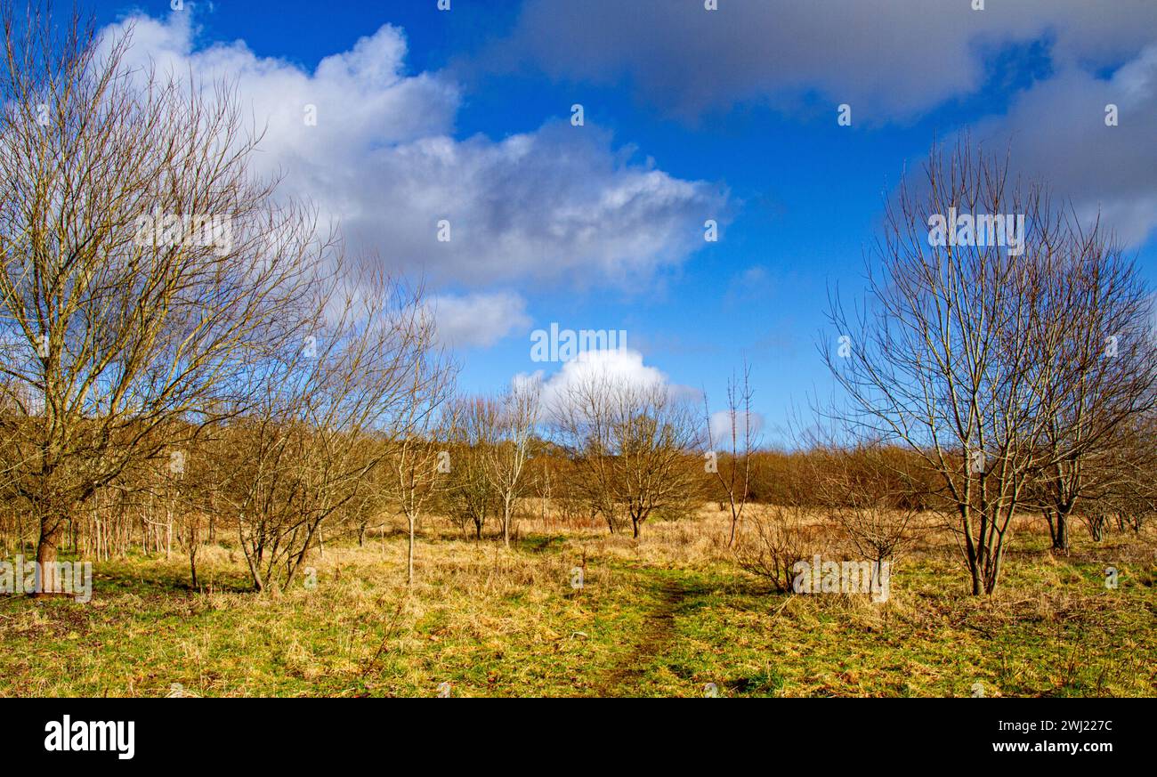 Beautiful winter sunshine at Trottick Wildlife and Nature Reserve in ...