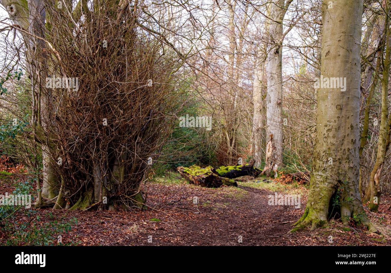Beautiful winter sunshine at Trottick Wildlife and Nature Reserve in ...