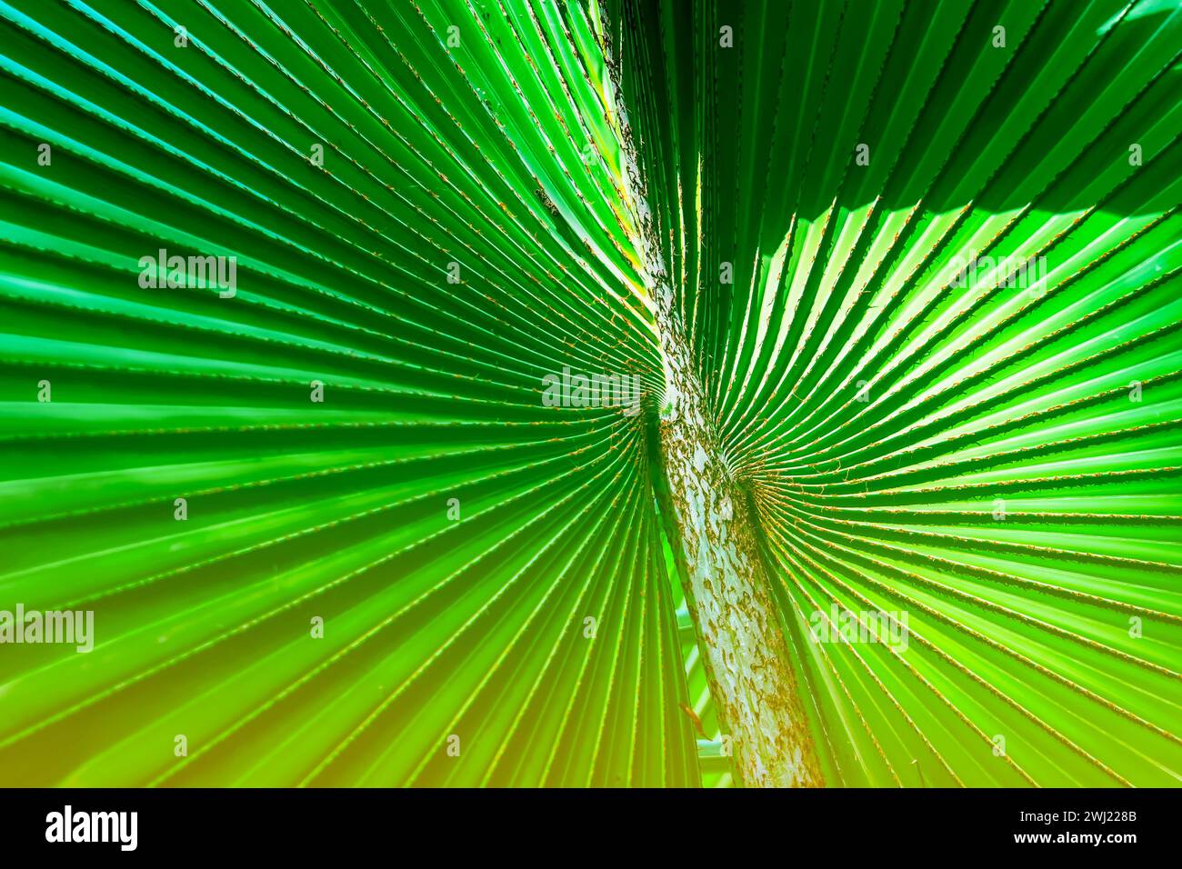 Tropical colours gradient hi-res stock photography and images - Alamy
