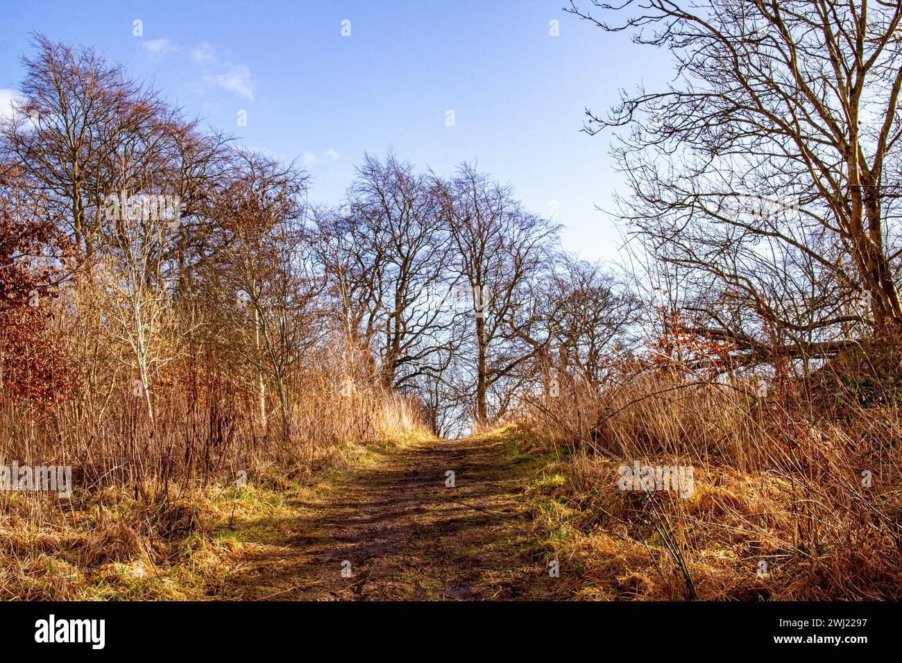 Beautiful winter sunshine at Trottick Wildlife and Nature Reserve in ...