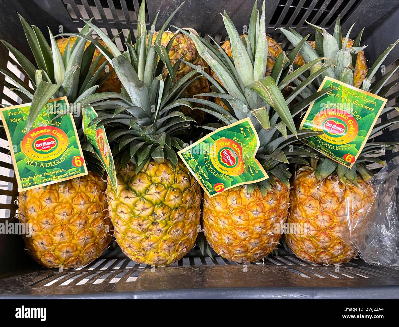 Pineapple farm kenya hi-res stock photography and images - Alamy