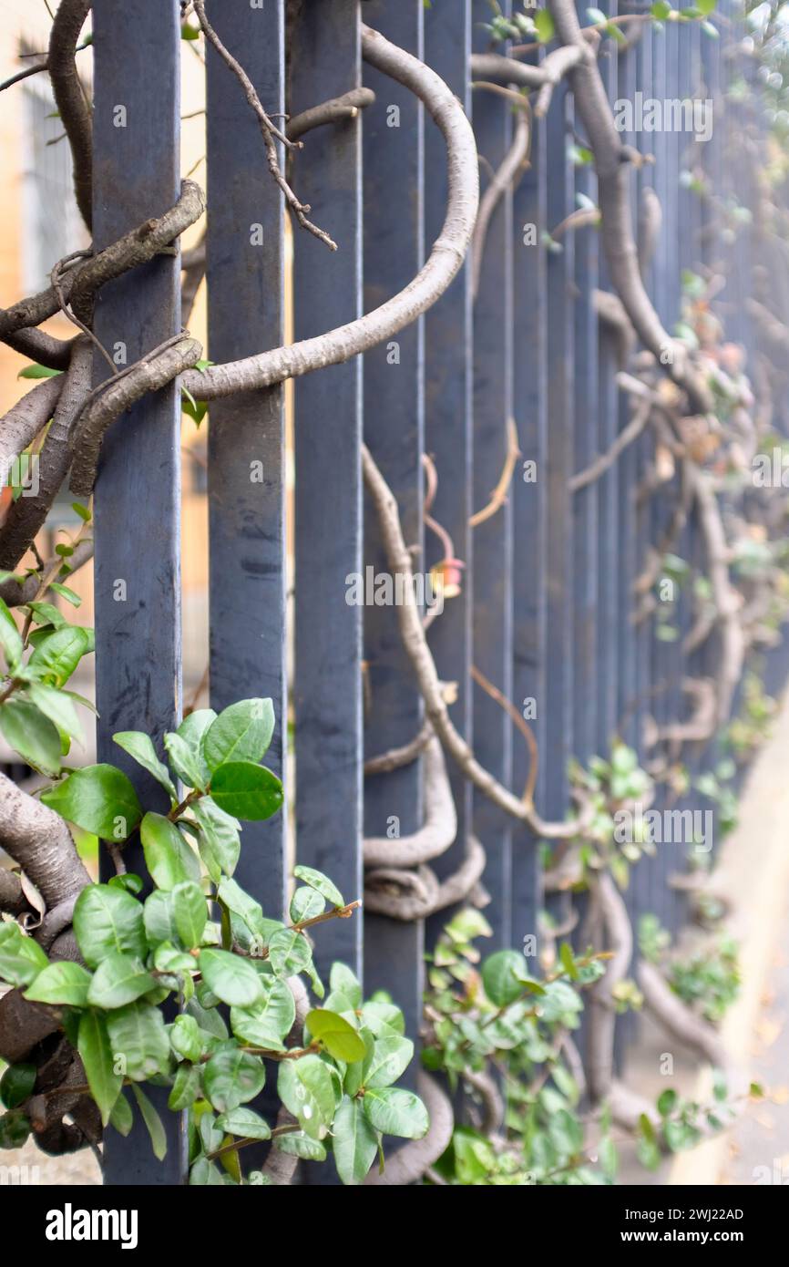 tree branches wrapping around a metal fence Stock Photo - Alamy