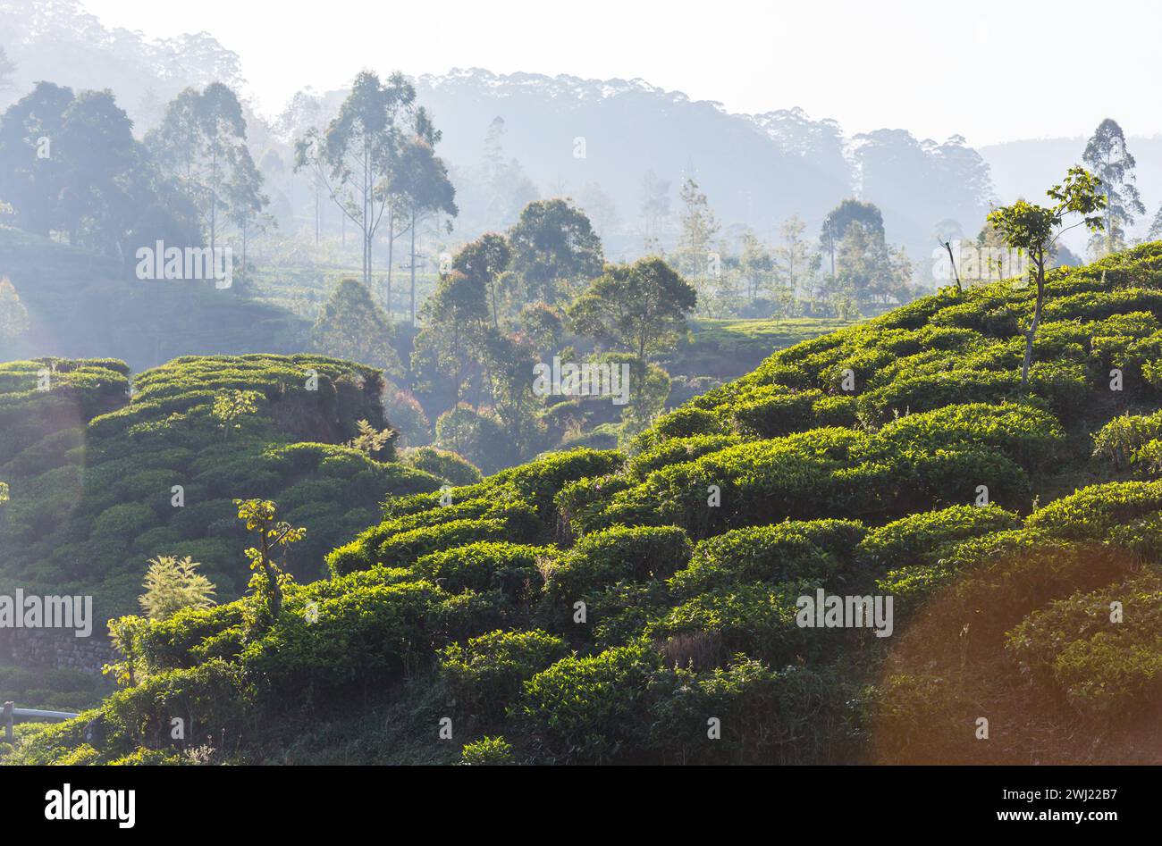 Teeplantage in Sri Lanka Stock Photo - Alamy