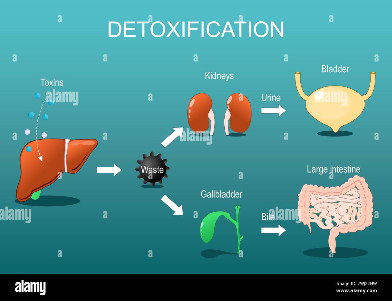 Detoxification. Detox Pathways Explained. From entering toxins in liver ...