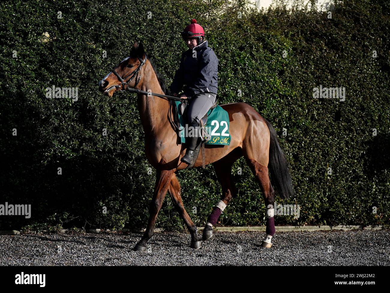 Jade De Grugy during a media day at Willie Mullins' yard in Closutton ...