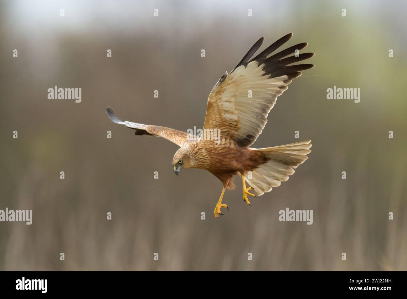 Flying Birds of prey Marsh harrier Circus aeruginosus, hunting time ...