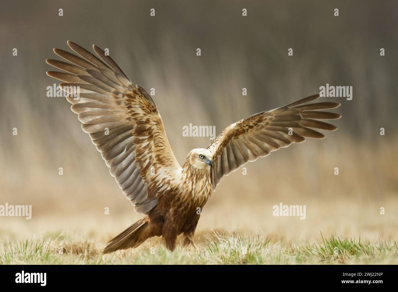 Flying Birds of prey Marsh harrier Circus aeruginosus, hunting time ...