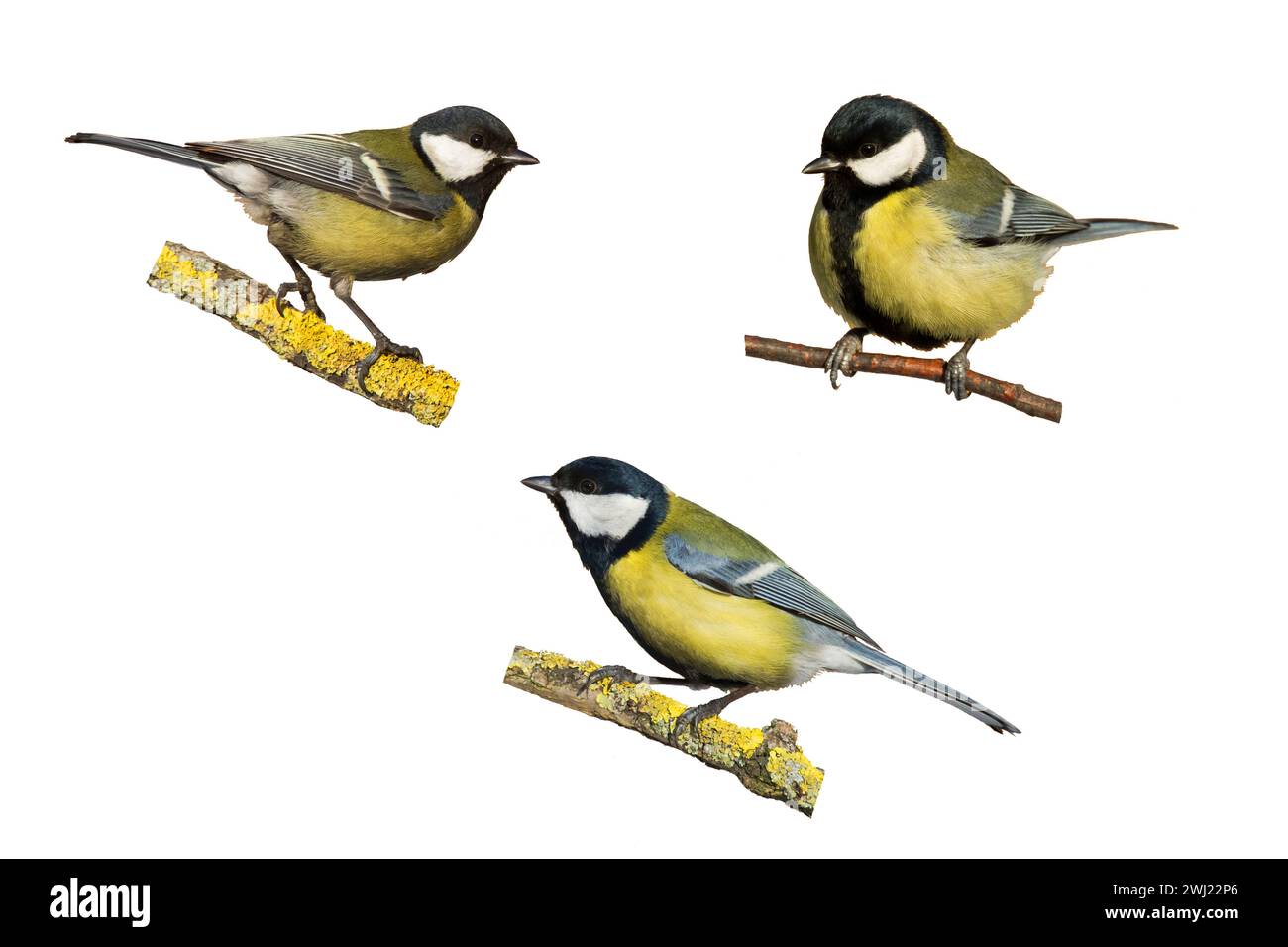 Bird isolated on white background Great Tit Parus major three birds ...