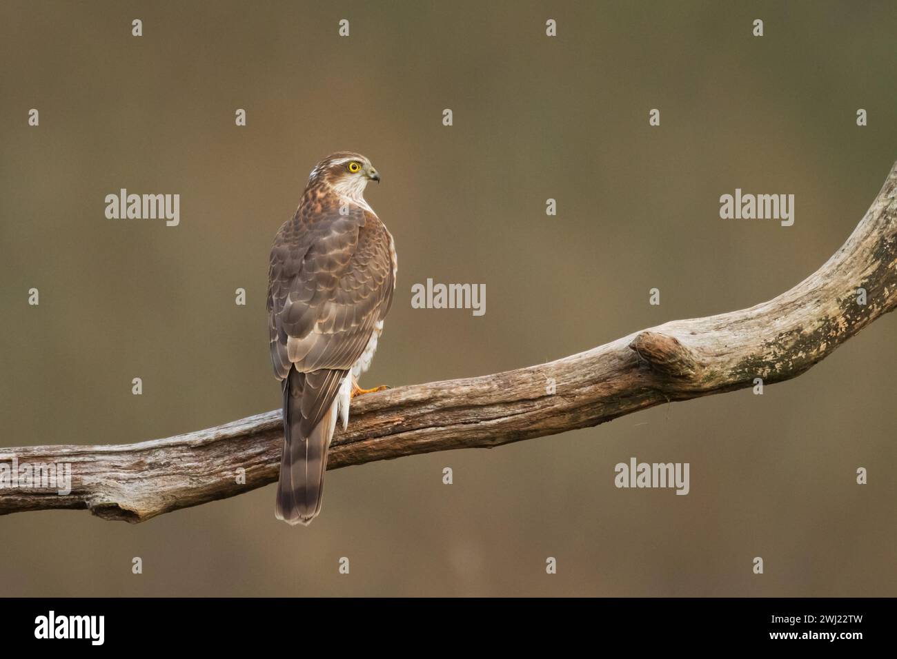 Birds of prey Sparrowhawk Accipiter nisus, hunting time bird sitting on ...