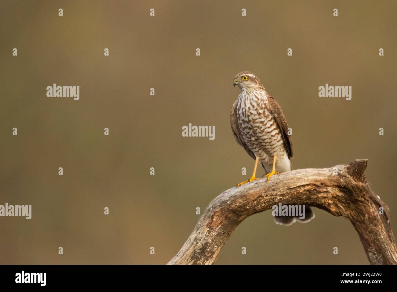 Birds of prey Sparrowhawk Accipiter nisus, hunting time bird sitting on ...