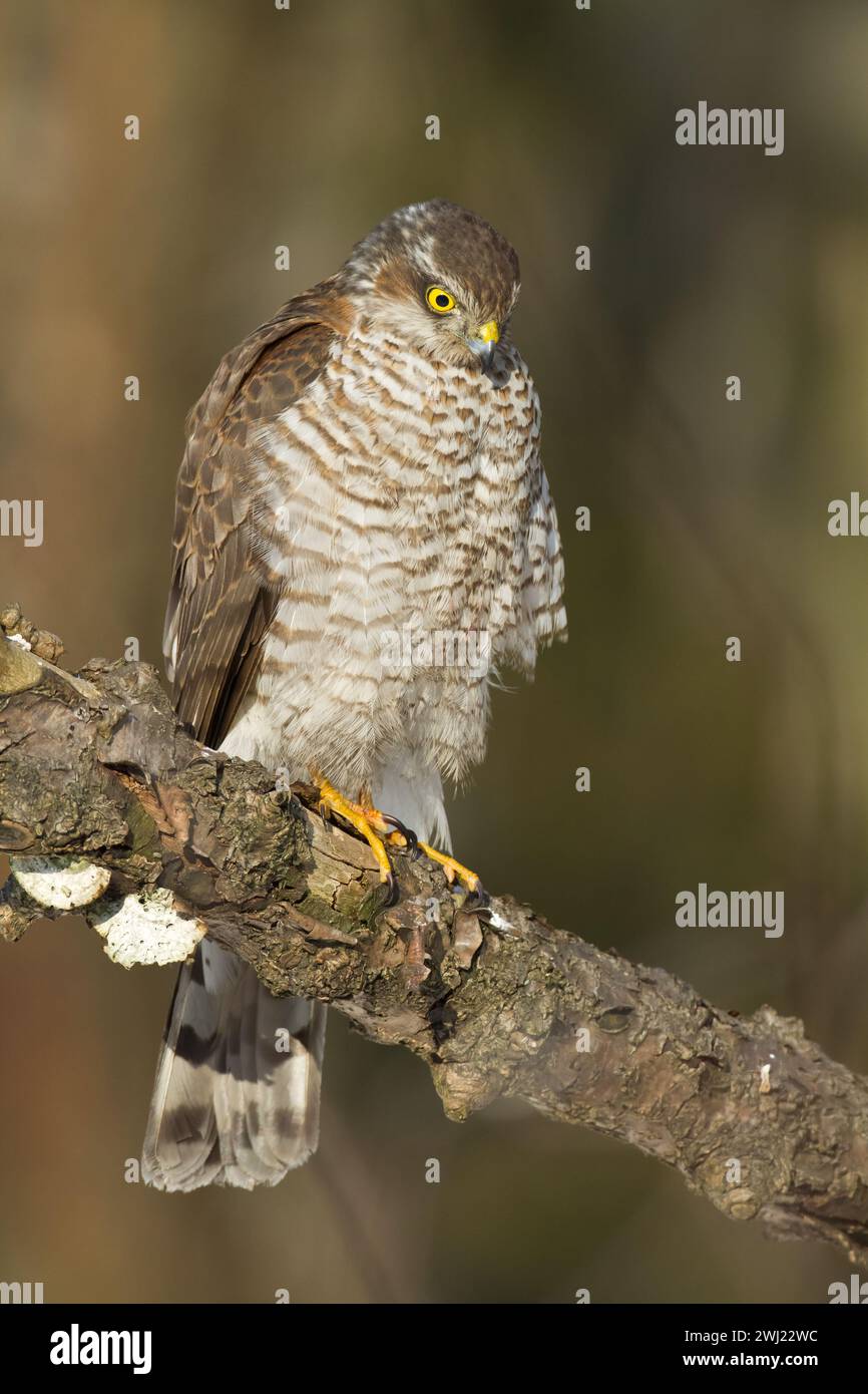 Birds of prey Sparrowhawk Accipiter nisus, hunting time bird sitting on ...