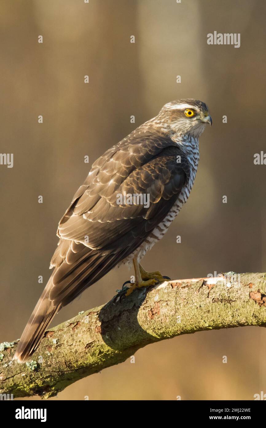 Birds of prey Sparrowhawk Accipiter nisus, hunting time bird sitting on ...