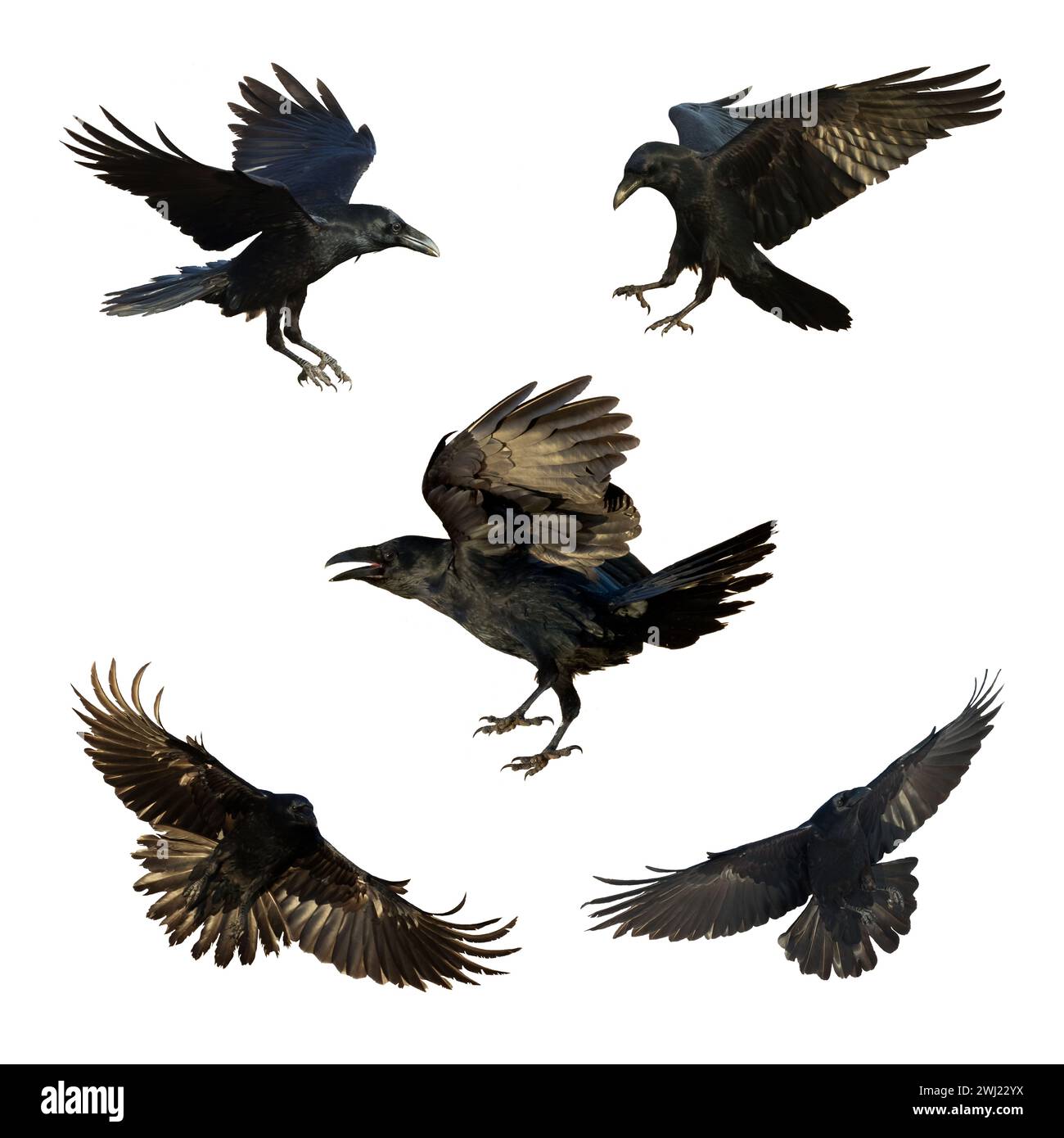 Birds flying ravens isolated on white background Corvus corax ...