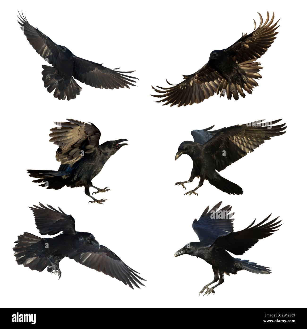 Birds flying ravens isolated on white background Corvus corax ...