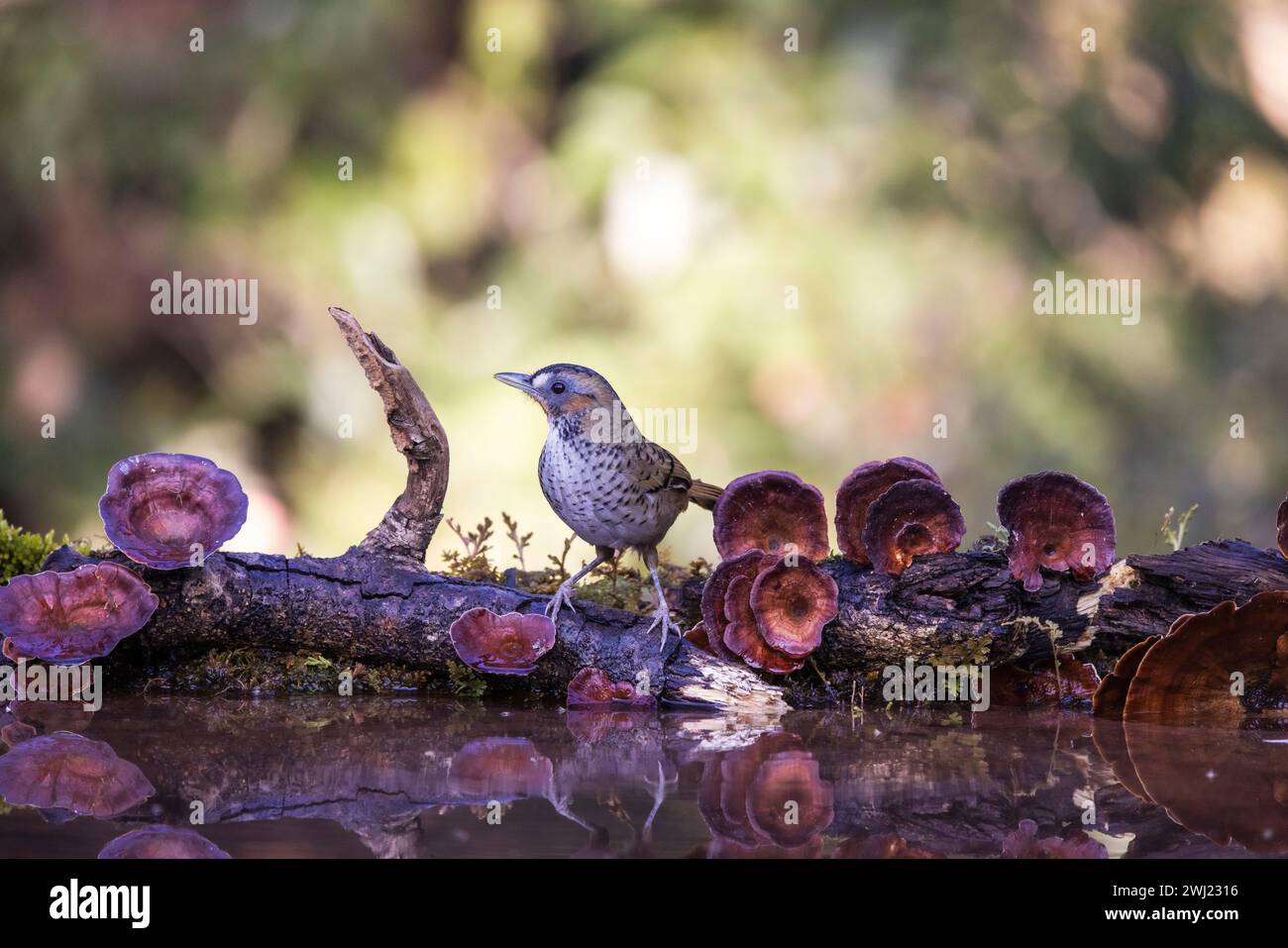 Rufous-chinned Laughingthrush, Ianthocincla rufogularis, Uttarakhand ...