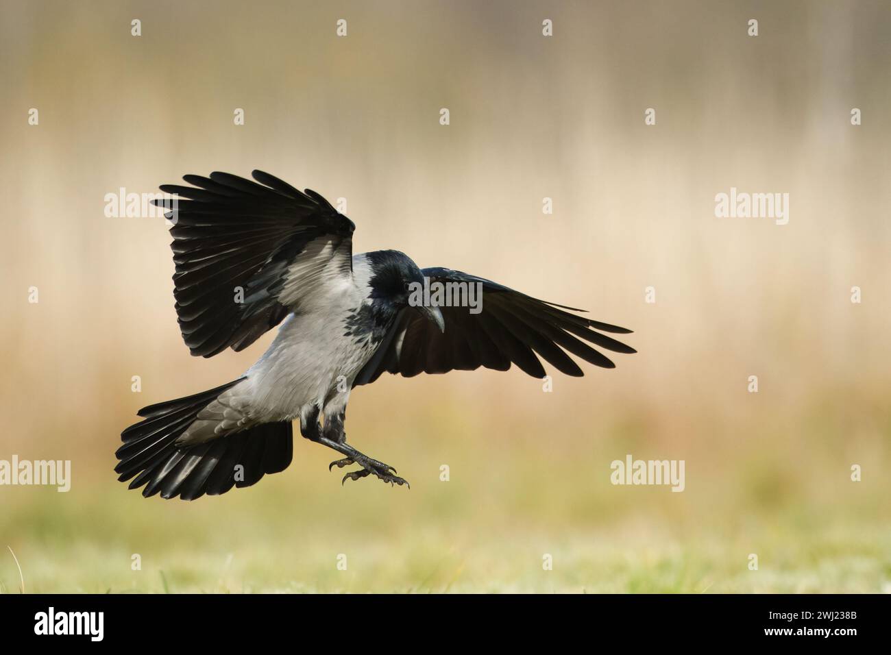 flying Bird - Hooded crow Corvus cornix in amazing warm background ...