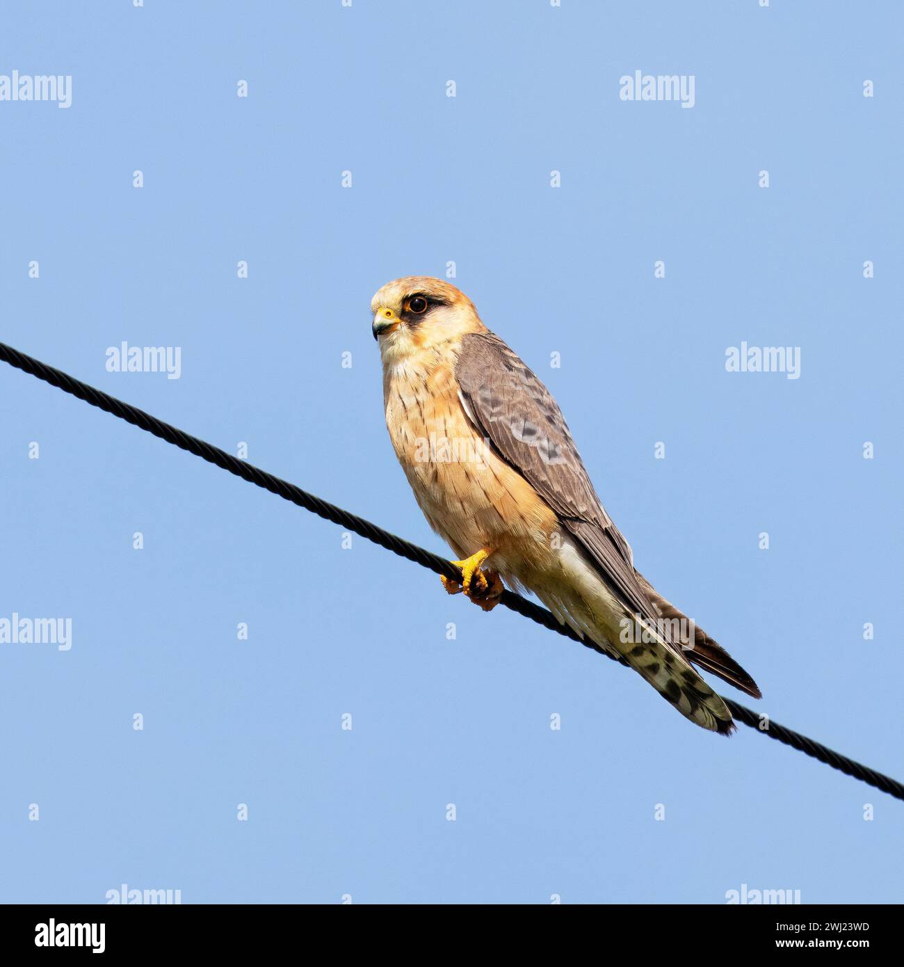 Red Footed Falcon, Falco Vespertinus, Italy Stock Photo - Alamy