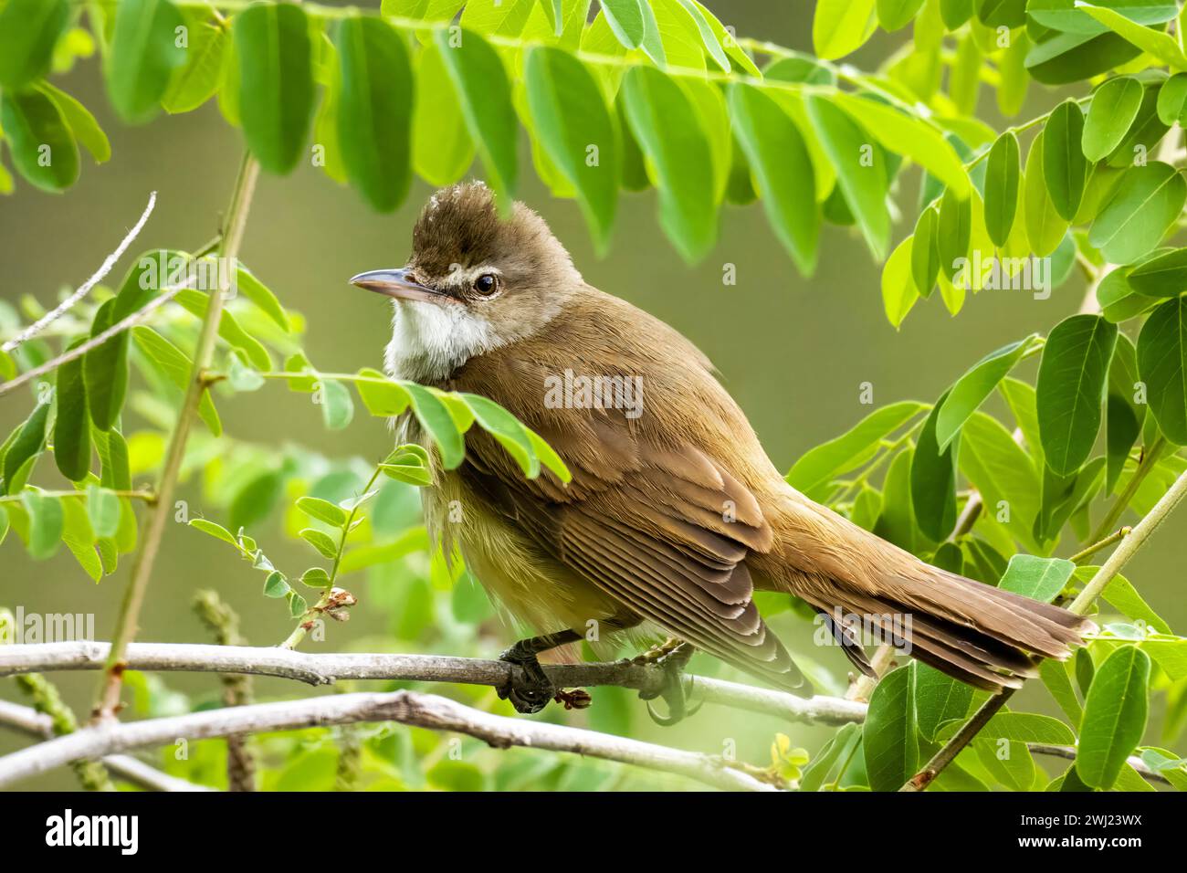 Great reed warbler, Acrocephalus arundinaceus, Isola della Cona, Italy ...