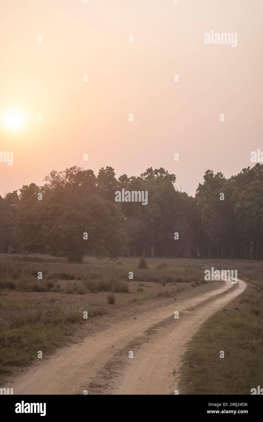 Safari Road, Kanha Tiger Reserve, Madhya Pradesh, India Stock Photo - Alamy