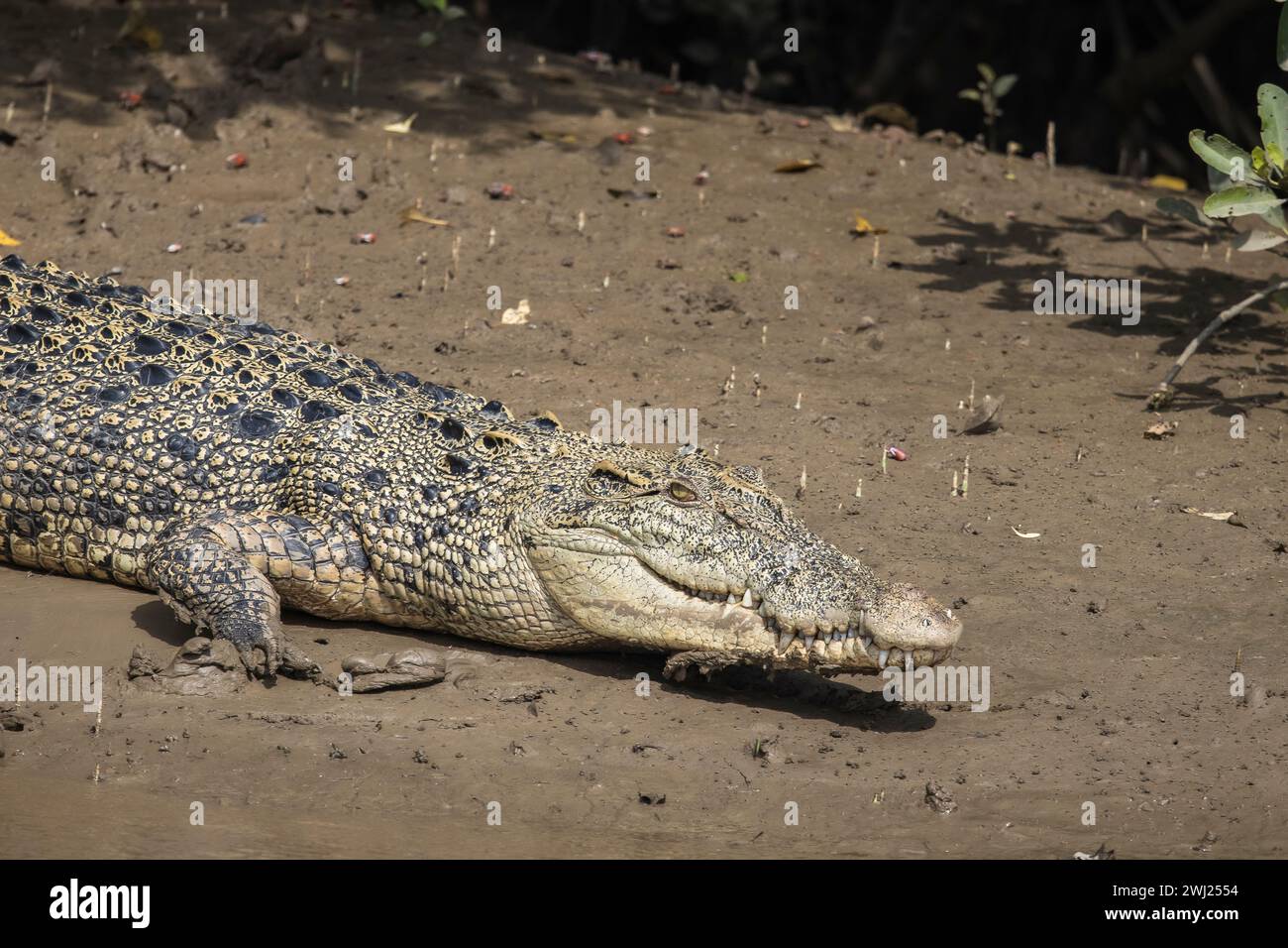 Porosus crocodile hi-res stock photography and images - Alamy