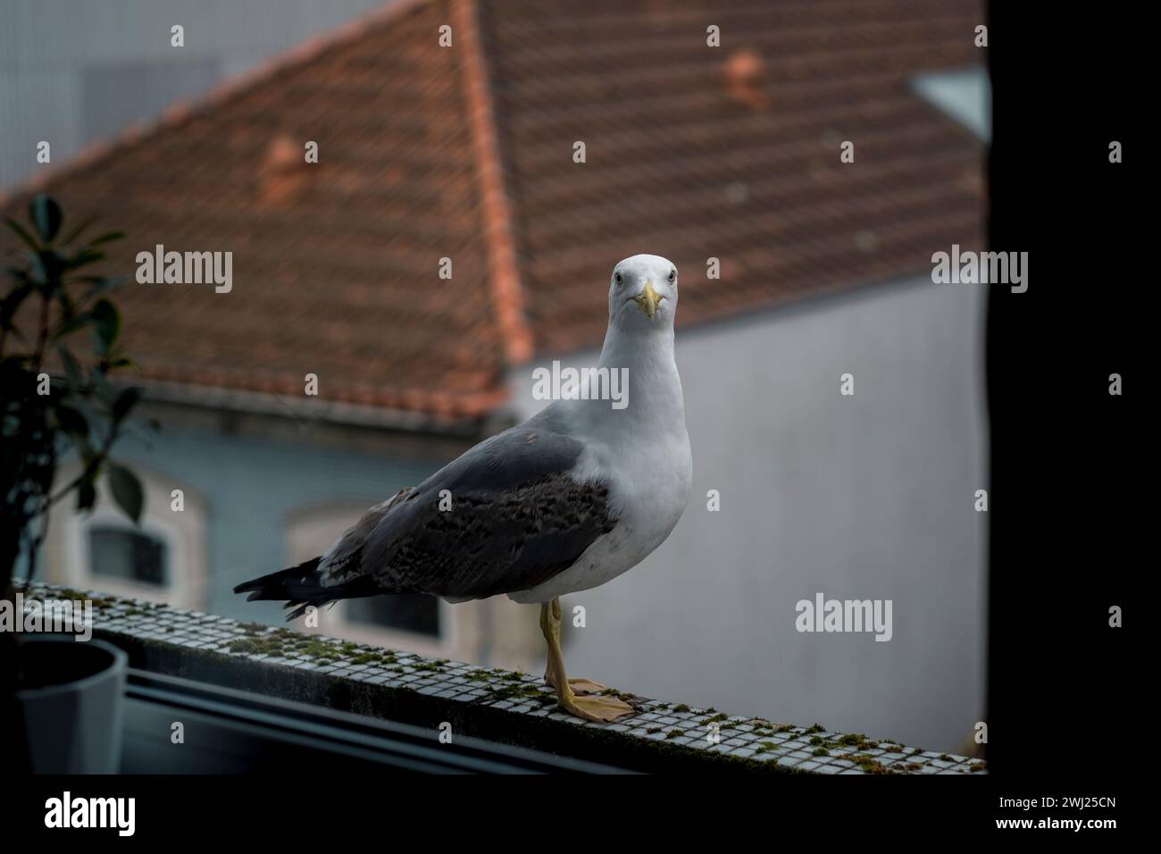 A seagull sits on the balcony outside the window Stock Photo - Alamy