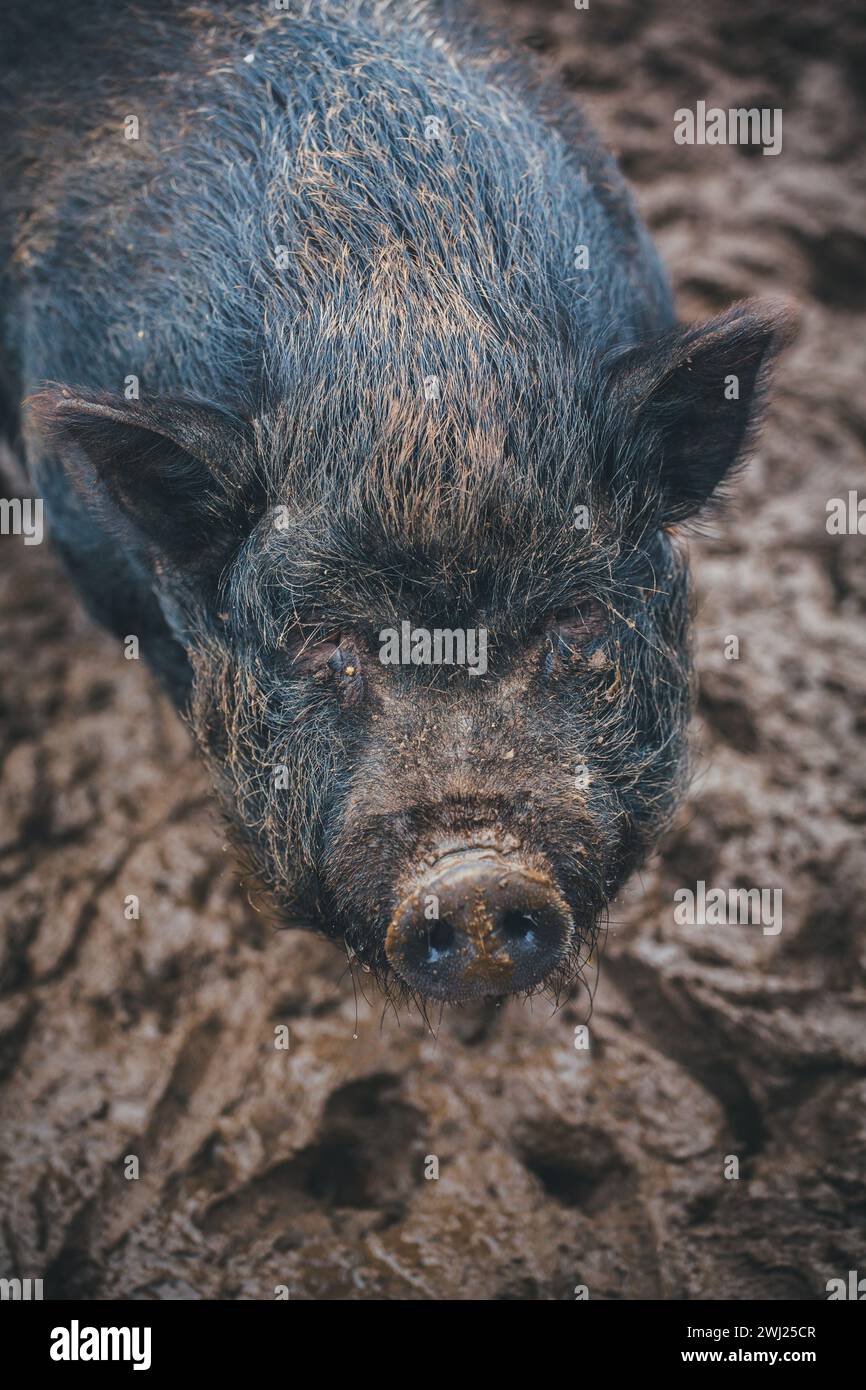 Pig sus domesticus hi-res stock photography and images - Alamy