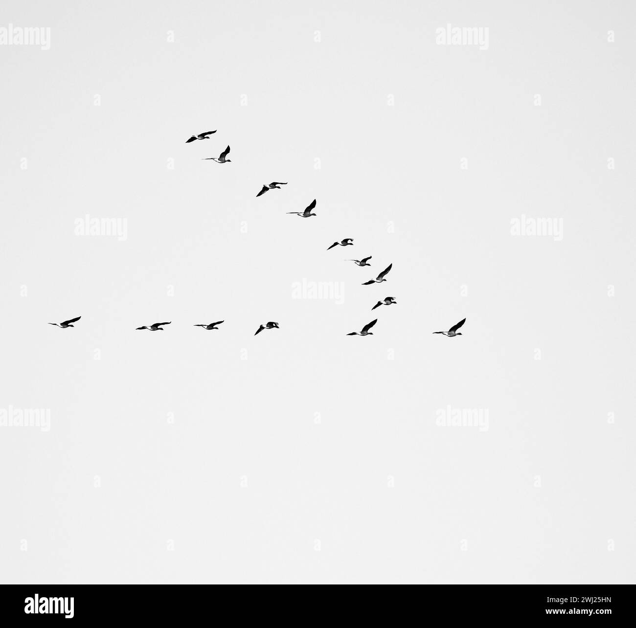 Canada Geese (Branta canadensis Stock Photo - Alamy