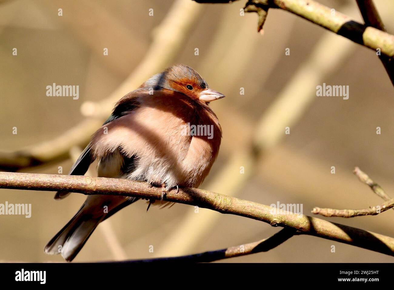 Close up common chaffinch hi-res stock photography and images - Alamy
