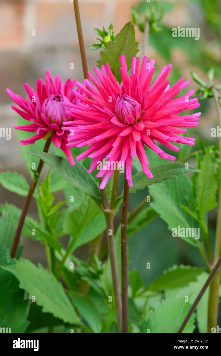 Dahlia Purple Gem, semi-cactus perennial, bright purple flowers ...