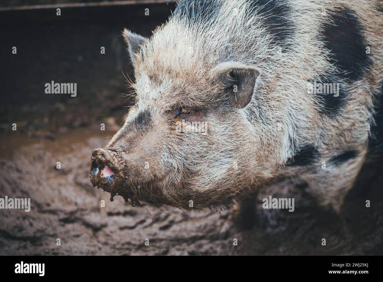 Sus domesticus swine hi-res stock photography and images - Alamy