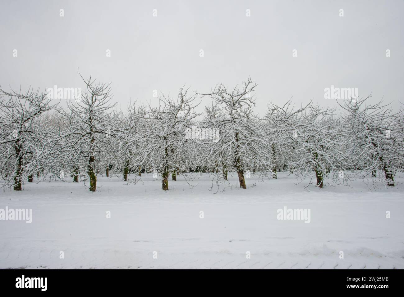 Cider Apple Orchard in Wintertime, During Snow Storm in Somerset ...