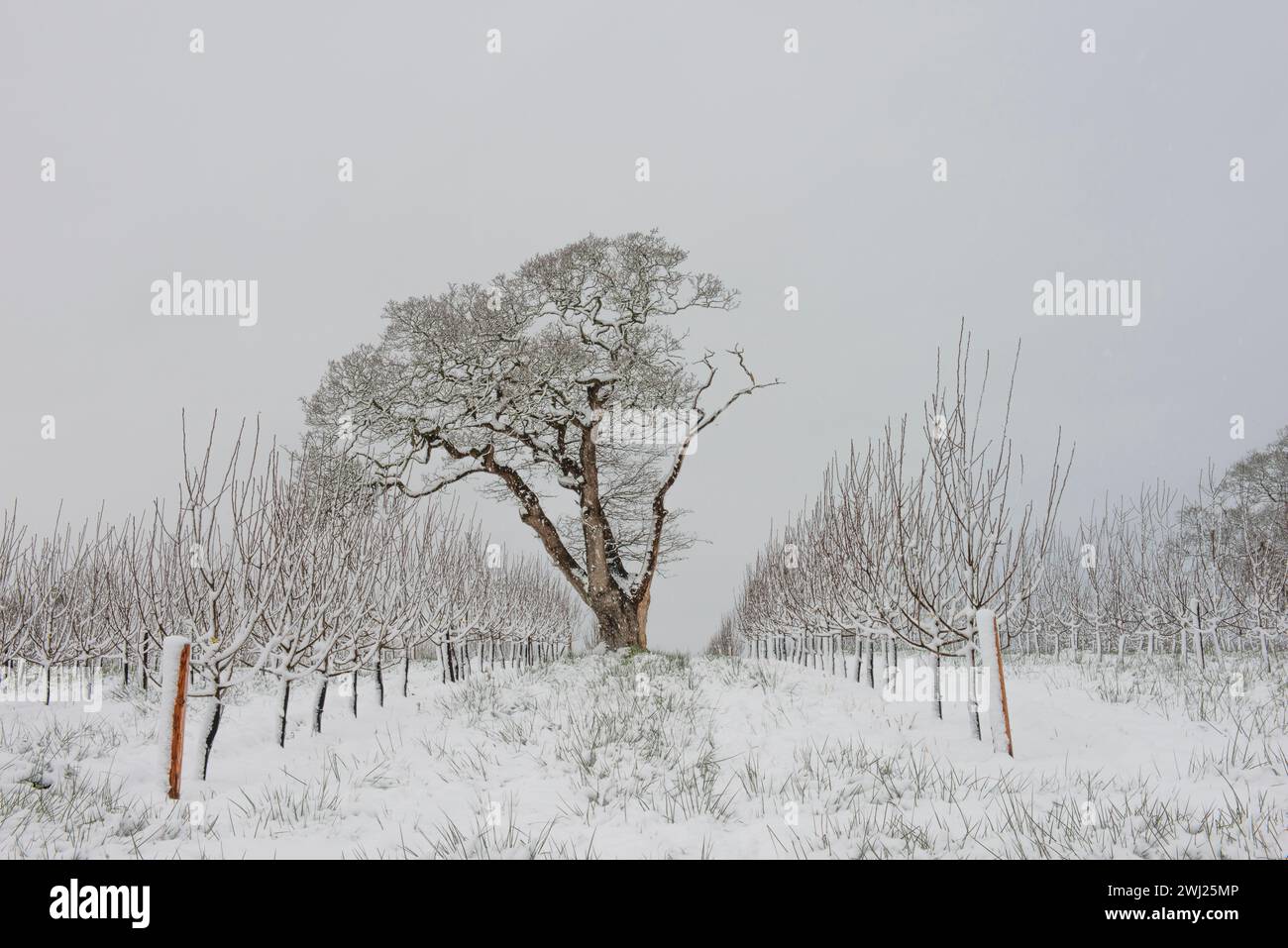 Cider Apple Orchard in Wintertime, During Snow Storm in Somerset ...