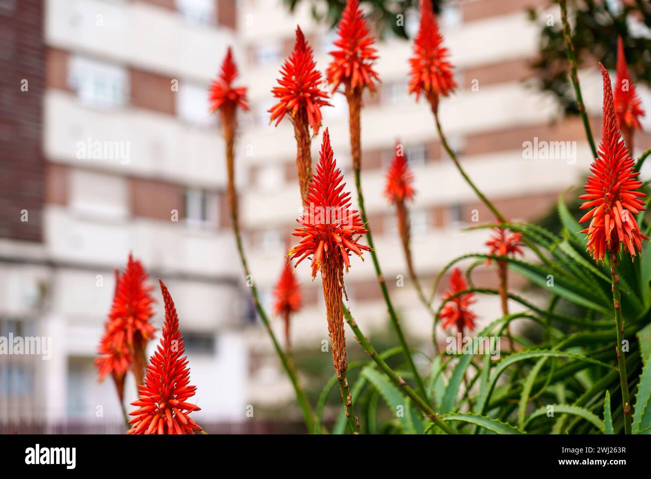 Red flowers of Aloe arborescens plant in european city close up Stock ...