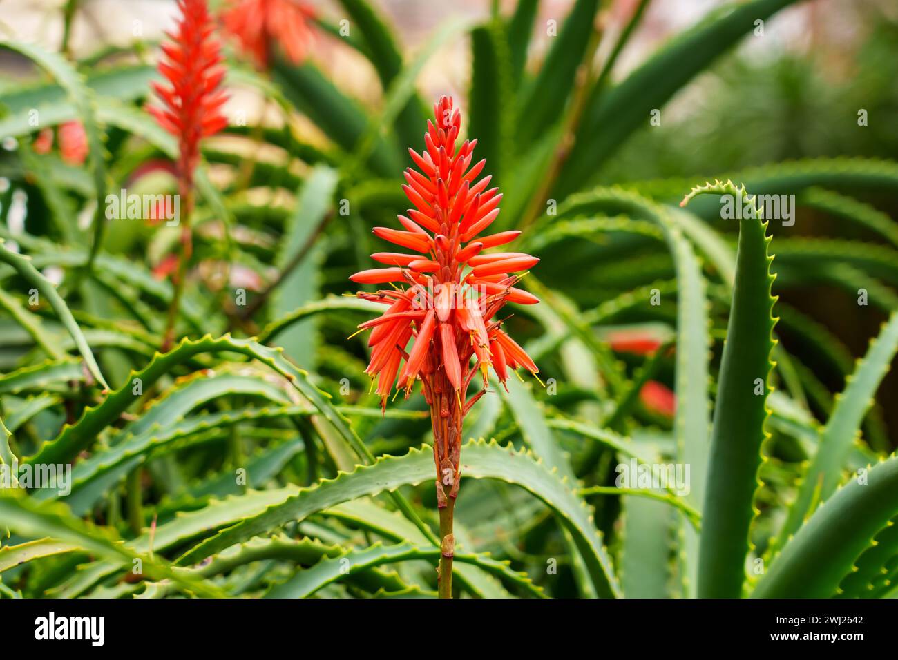 Aloe arborescens flowering succulent perennial plant, red flowers Stock ...