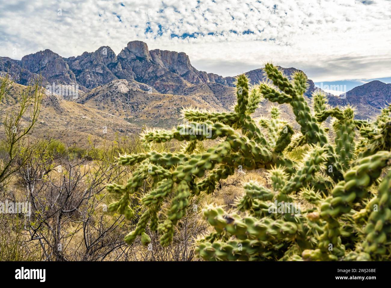 Catalina state park is a state park of arizona hi-res stock photography ...