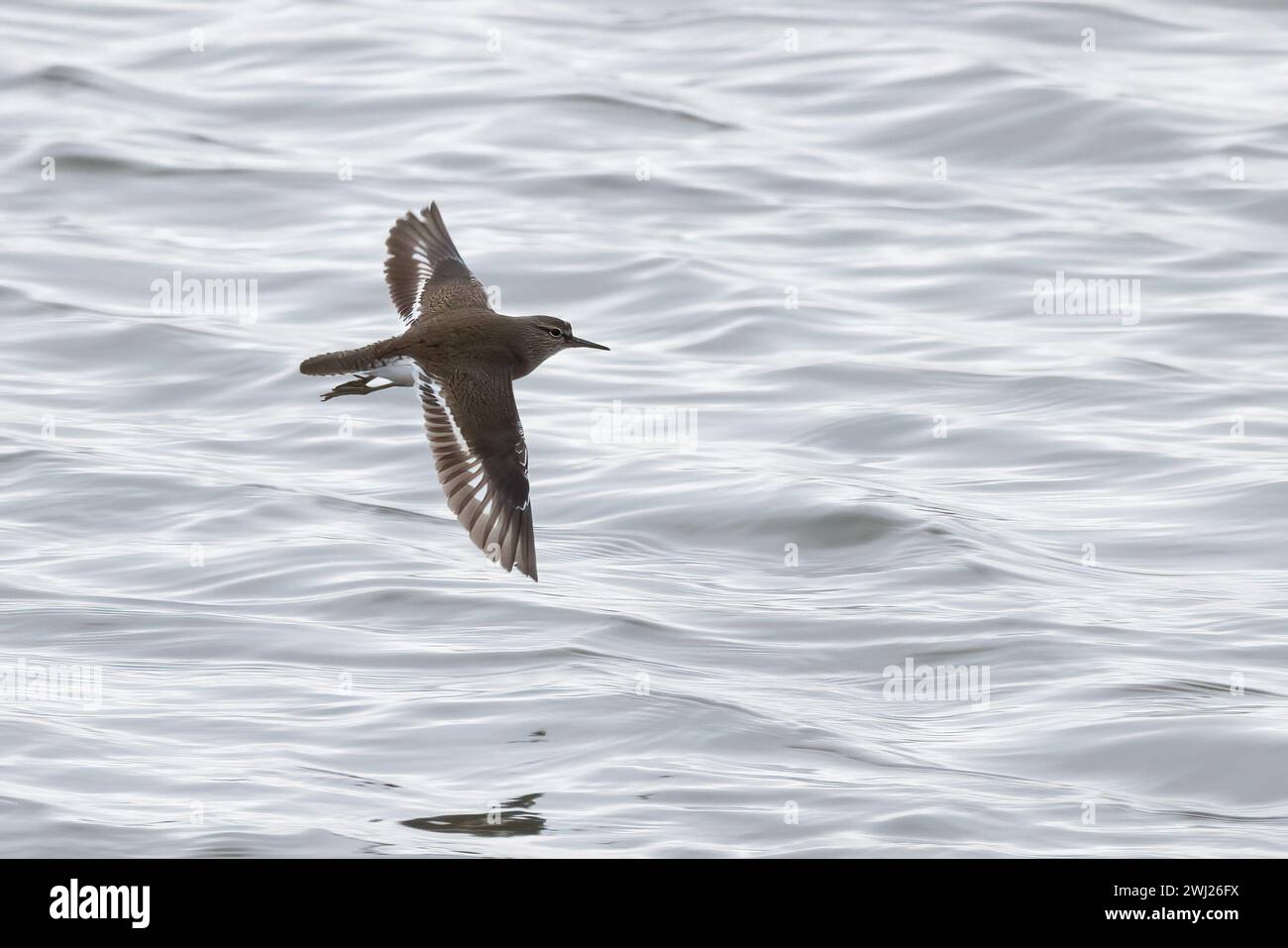 Common sandpiper flight hi-res stock photography and images - Alamy