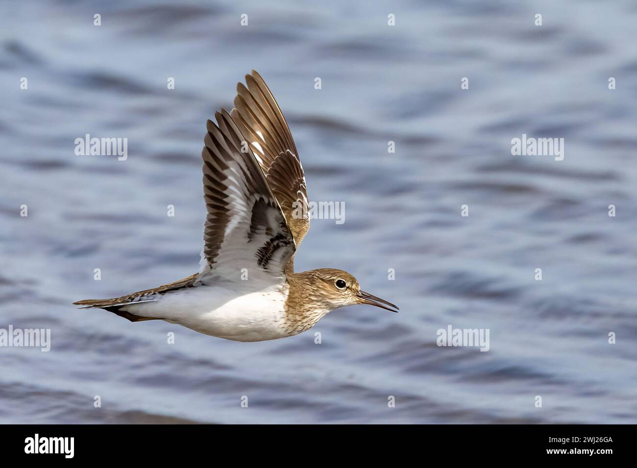 Common sandpiper flight hi-res stock photography and images - Alamy
