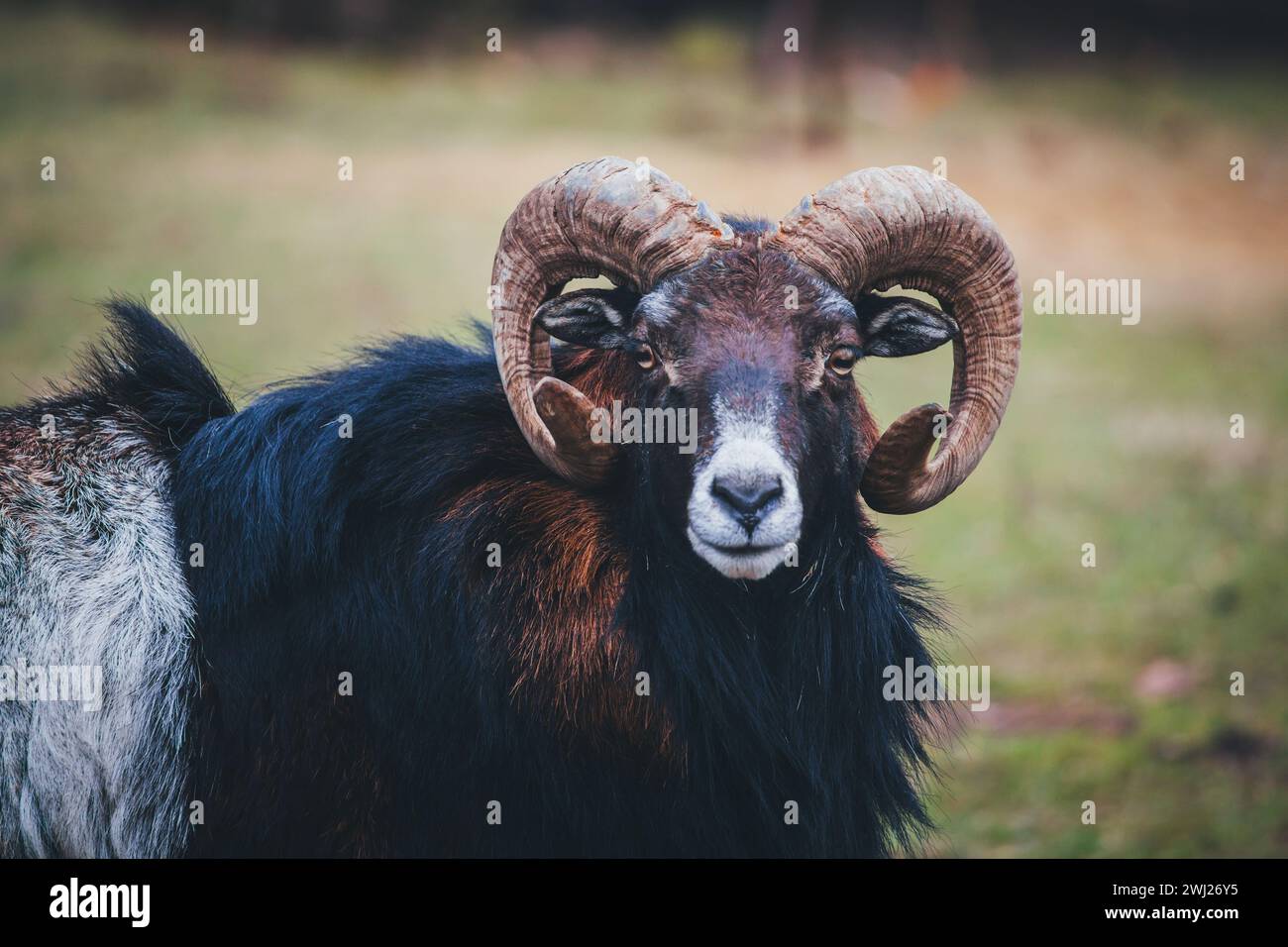 Ovis ovis hi-res stock photography and images - Alamy