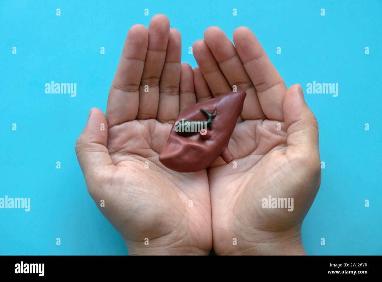 Concept of healthy liver, donation, diagnosis, protection and treatment ...