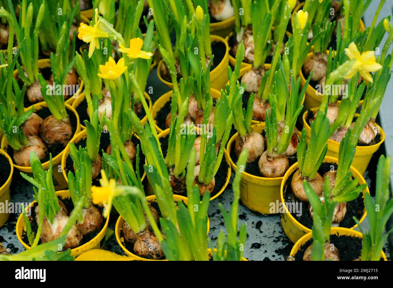 Copenhagen, Denmark /12 February 2024/Flower plants plavce for sale in ...