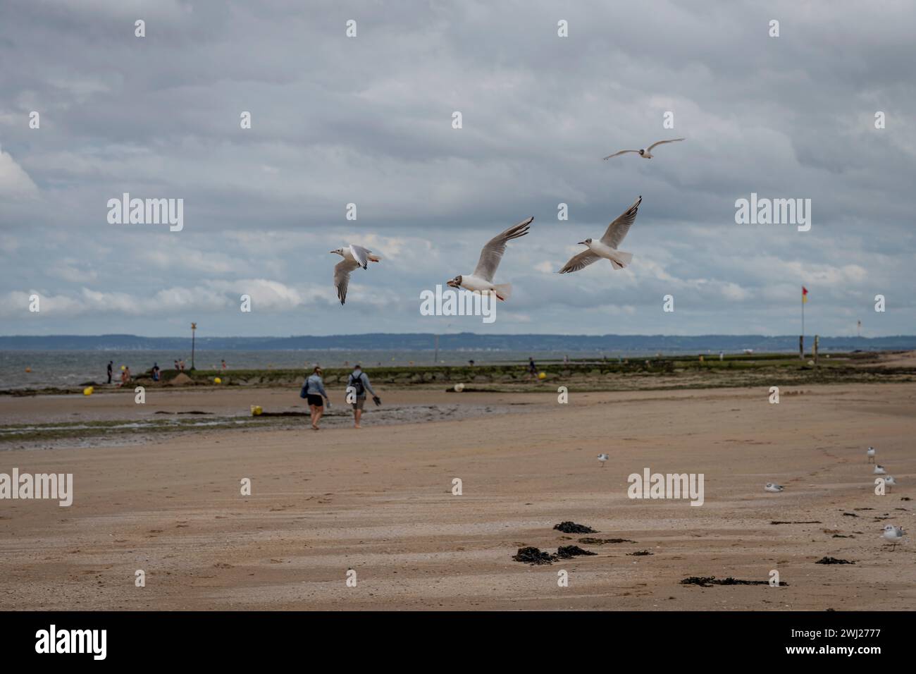 View of seagulls flying through the air on the beach Stock Photo - Alamy