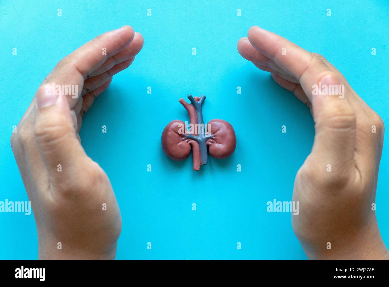 Concept of World kidney day, National Organ Donor Day, donation ...