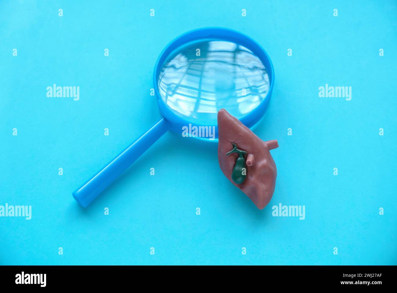 Concept of healthy liver, donation, diagnosis, protection and treatment ...