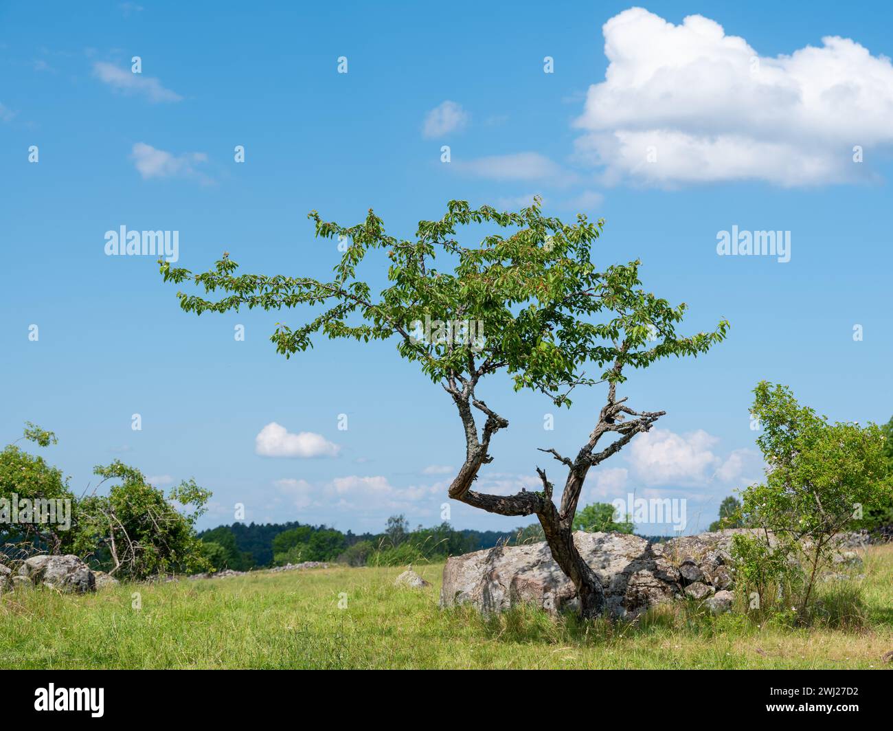 Small tree isolated in cultural grass and rock landscape in summer ...