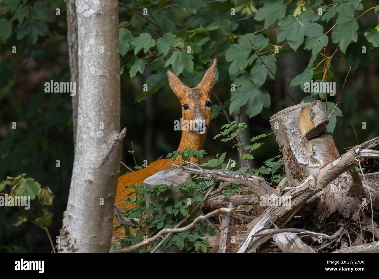 Beautiful shot cute deer forest hi-res stock photography and images - Alamy