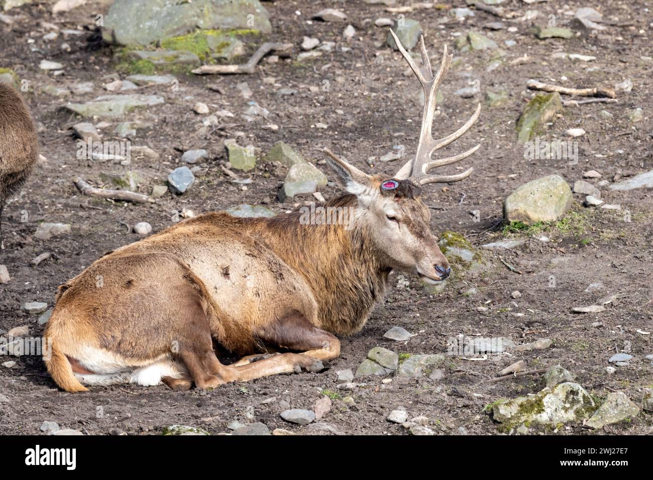 Red deer stag lost one horn and bleeding lying on the ground. Shot in ...