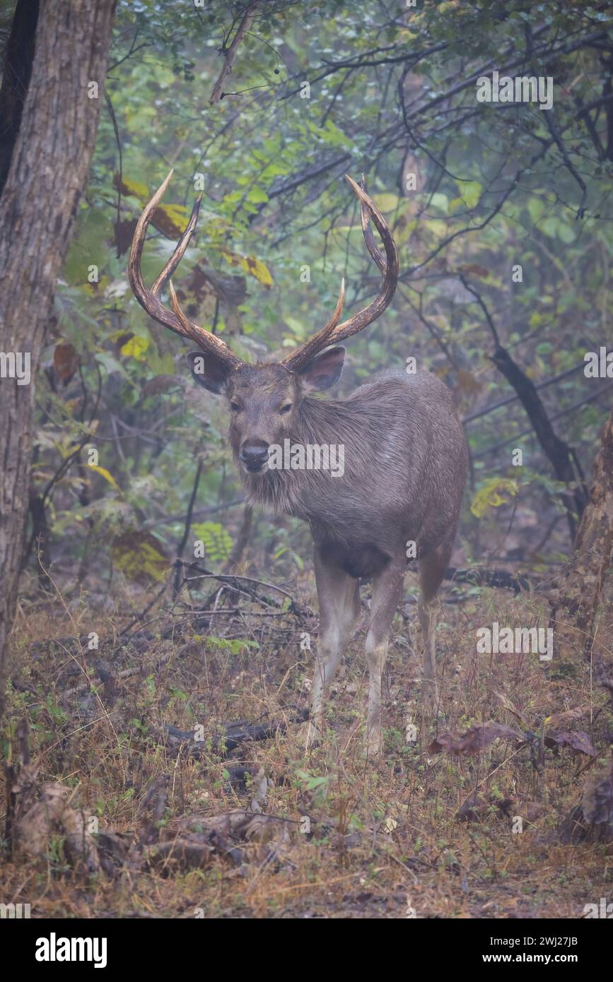 Sambar Deer, Rusa unicolor, stag, Madhya Pradesh, India Stock Photo - Alamy