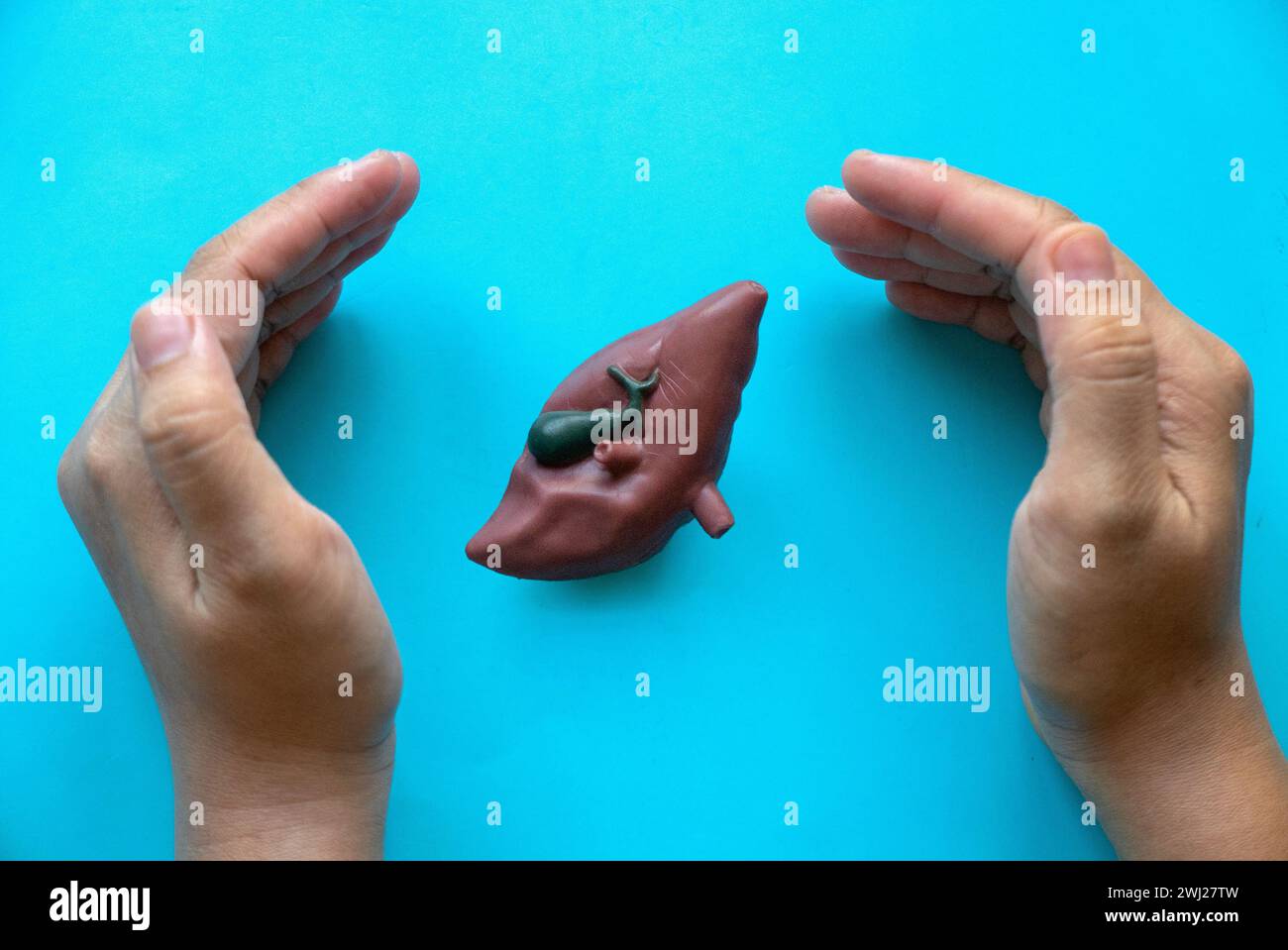 Concept of healthy liver, donation, diagnosis, protection and treatment ...