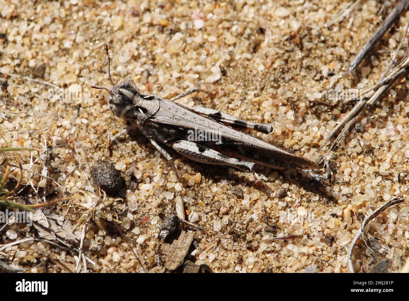 Australian Grasshopper (Austroicetes) on sand Stock Photo - Alamy